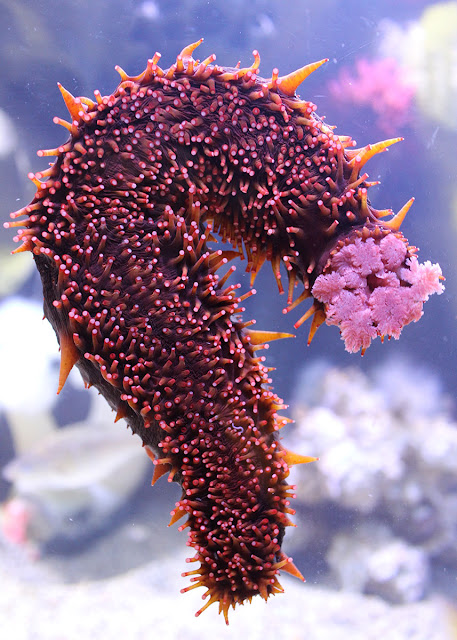 8 Week 7- Population Structure & Sea Cucumbers | 07-Week7